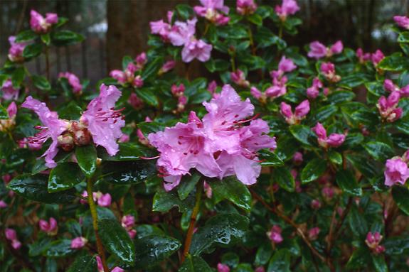 Downs' Rhododendrons