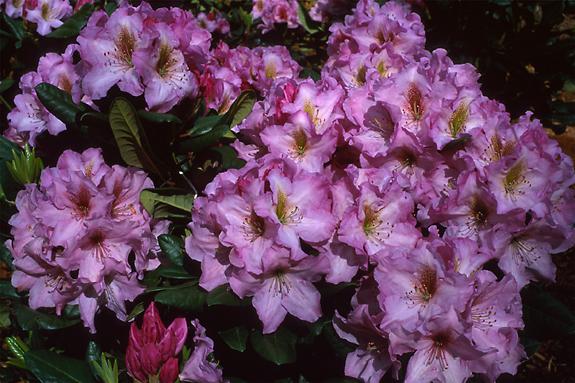 Downs' Rhododendrons