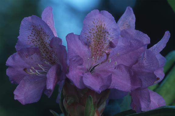 Downs' Rhododendrons